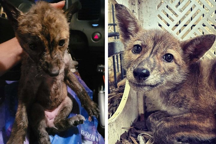 This rescue pup's had animal rescuers stumped: is it a dog or a coyote?