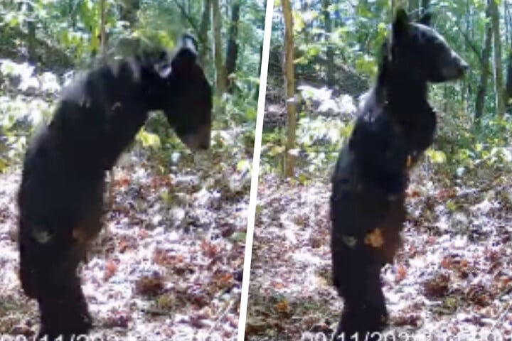 Cartoon character come to life! Two-legged bear caught on trail camera