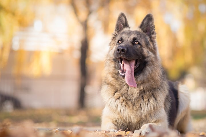 Best guard dog breeds: A beginner's guide to good guard dogs