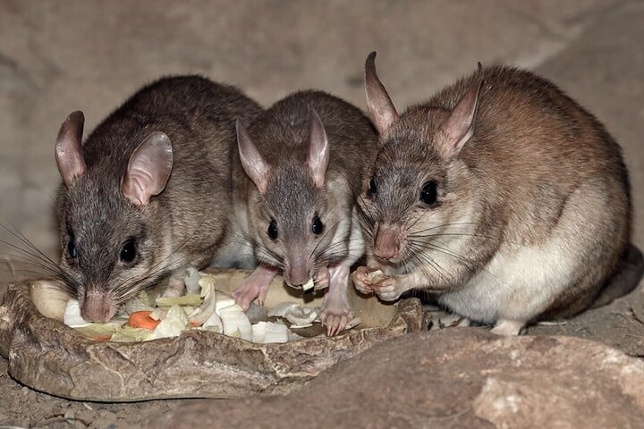 Kölner Zoo: Kleiner Neuzugang mit großer Bedeutung