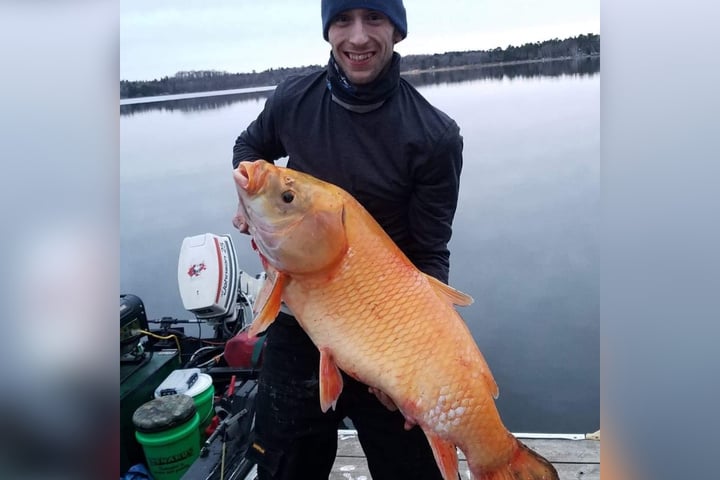 Biggest goldfish ever? Man reels in a catch for the record books