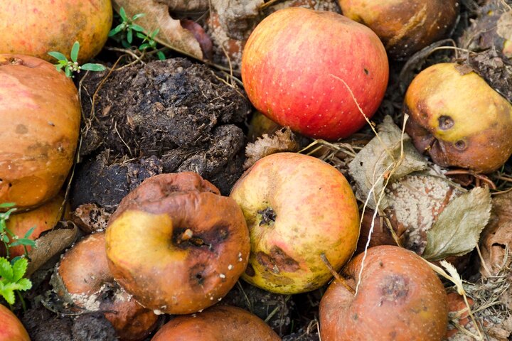 Fallobst entsorgen: Was man mit Äpfeln und Co. machen kann