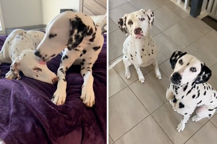 Dalmatians Luna and Lacy delight the internet with dreamy "true dog love"