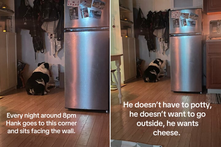 Cheese-obsessed dog goes viral for hilarious nightly routine