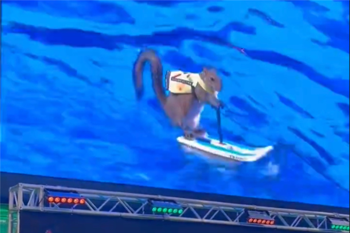 Squirrel makes waves as a water skiing pro!