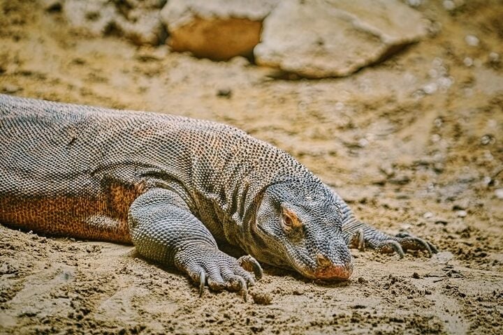 Godzilla shopping at a 7-Eleven: Incredible footage of giant lizard ...