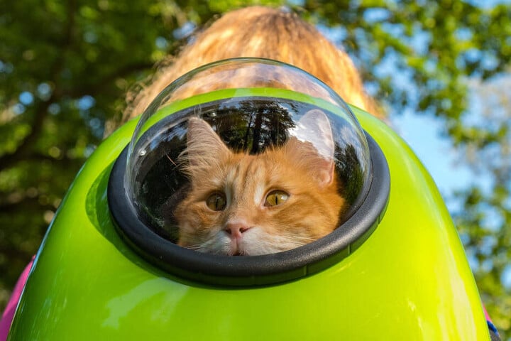 Dieses Katzenrätsel macht Leute wahnsinnig! Wer knackt es?