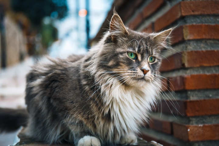 7 große Katzenrassen: Das sind die größten Katzen