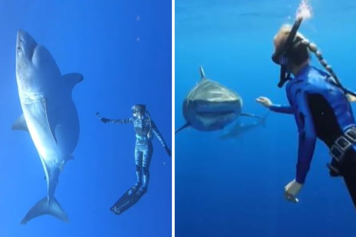 Model schwimmt mit Haien: Die Tiere erkennen sie schon von Weitem