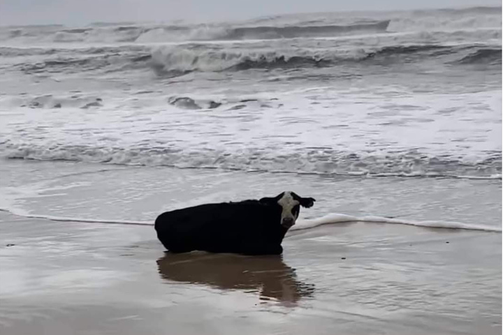 Cowabunga! Live cow washes up on shore and shocks beachgoers