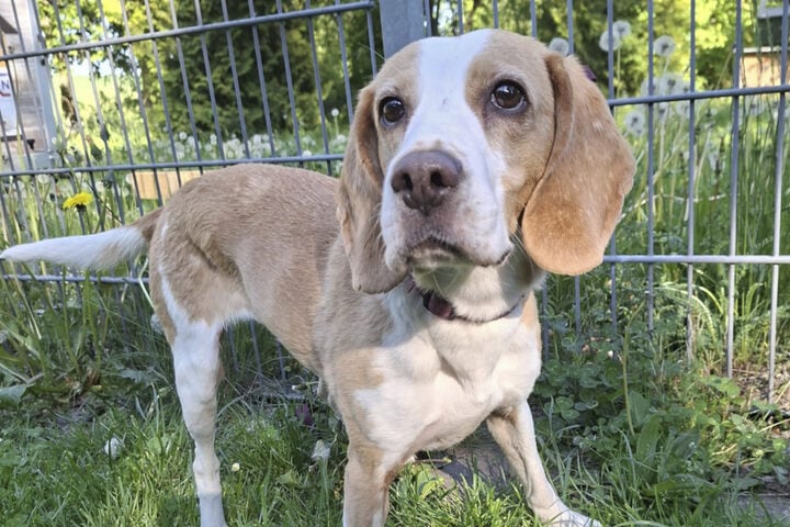 Sensible Beagle-Dame wartet im Tierheim Reichstädt: Wer holt Liesel ...