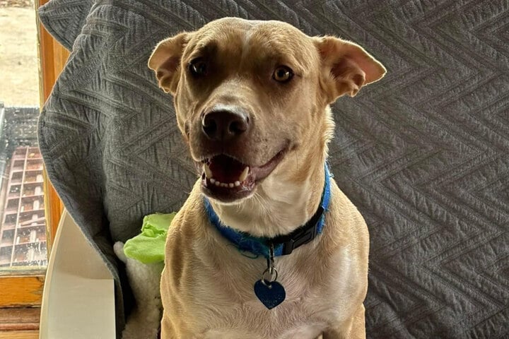 Mama dog tragically gets left behind after her pups find forever homes