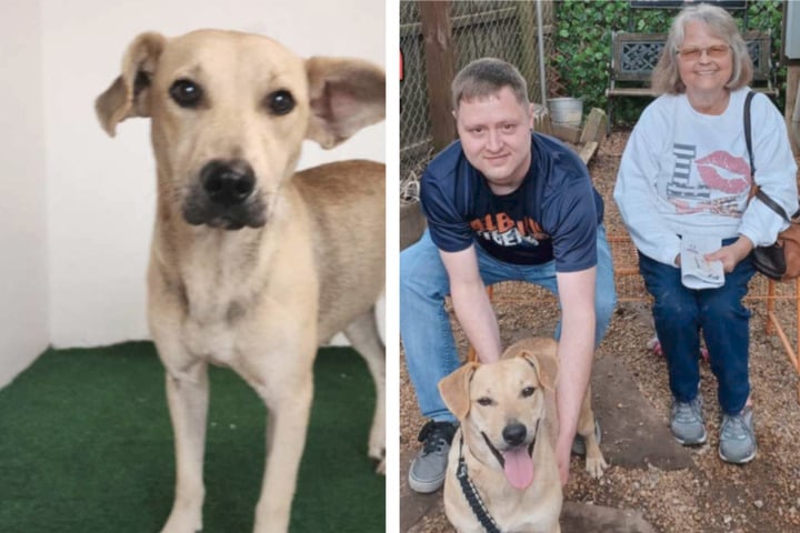 After adopting stray dog, family returns to shelter for emotional reason