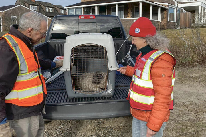 Heuler-Hilfe: Robben-Baby macht Ausflug auf Landstraße