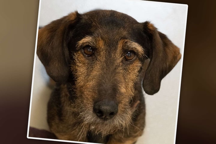 Hund sucht neues Zuhause: Dackel-Mix träumt von einem neuen Leben