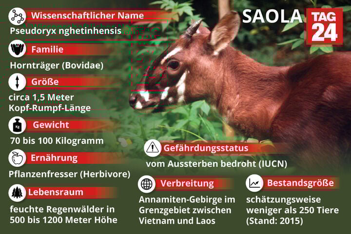 Das seltenste Tier der Welt: Das Waldrind Saola