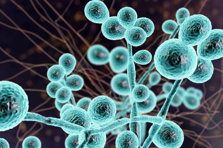 Weltweiter Ausbruch: Wie gefährlich ist der Hefepilz Candida auris?