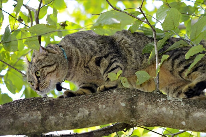 Big house cats: What are the biggest cat breeds?