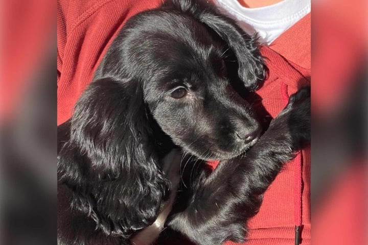 Frightened six-legged puppy found abandoned in a Welsh parking lot