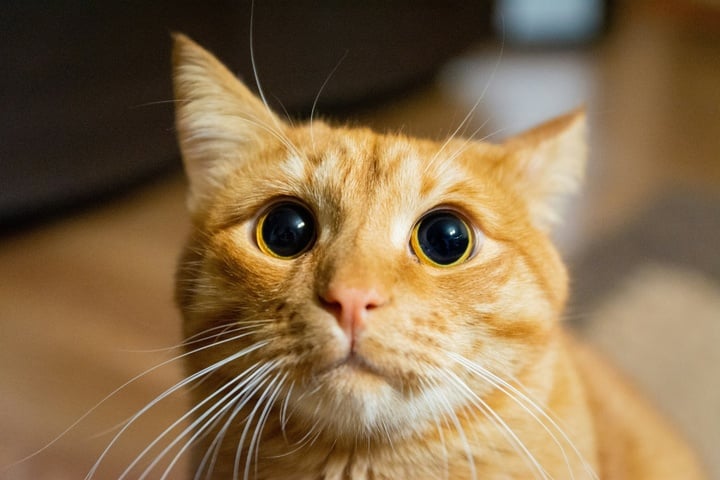 Cat pupils: What does it mean if my cat has large dilated pupils?