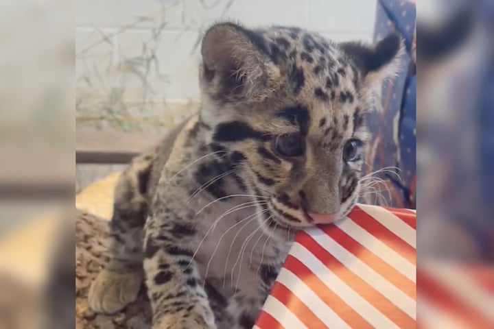 Clouded leopard cub at Nashville Zoo tears through presents in adorable ...