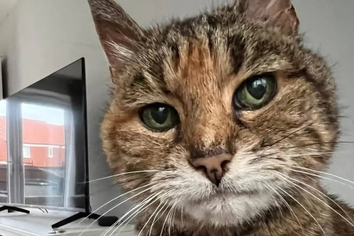 22-year-old cat gets tossed out with the trash in kids prank