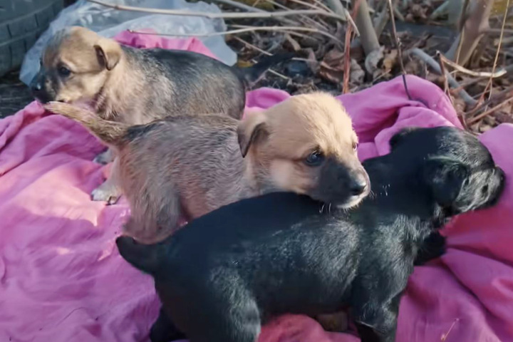 Verlassene Welpen in der Ukraine: Begleiten Sie ihre Rettung