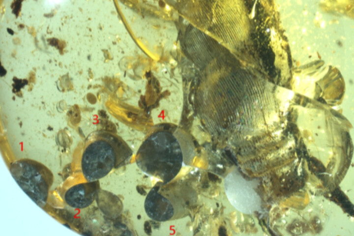 99 Millionen Jahre altes Bernstein-Fossil zeigt wissenschaftliche Sensation