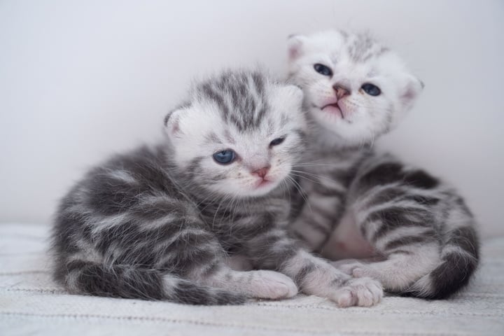 Top 10 fattest and chubbiest cat breeds in the world