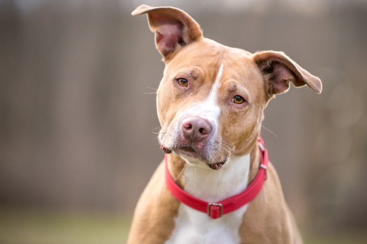 Hund hält Kopf schief: Das ist der Grund
