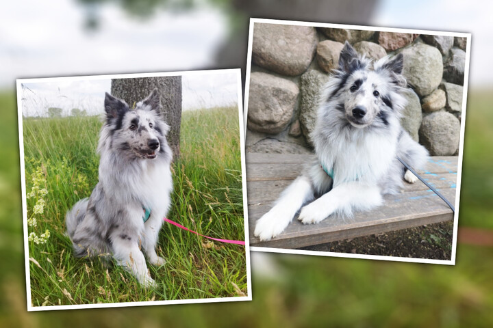 Hund Wirvel ist zu ängstlich: Wer kann ihm ein ruhiges Zuhause bieten?