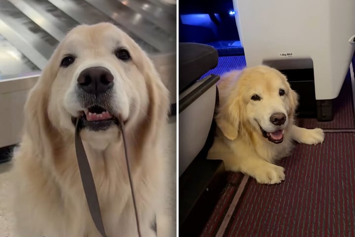 Dog owner is shocked to see how her Golden Retriever handles 12-hour ...