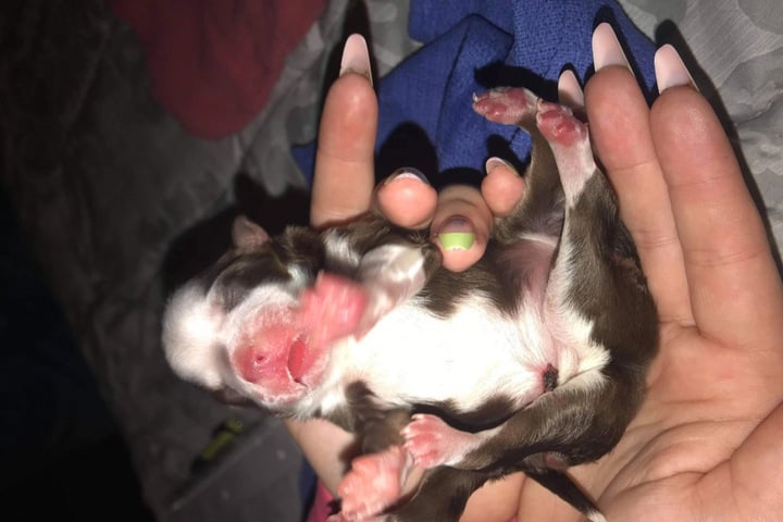 Medical miracle: six-legged puppy is alive and kicking!