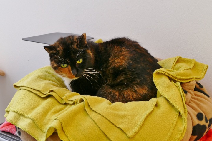 Seltene Schildpatt-Katze im Münchner Tierheim: Findet schüchterne ...