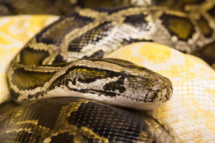 Indonesische Frau von riesiger Python verschlungen: Tragödie in Sulawesi