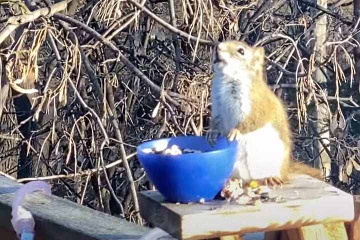 Squirrel gets drunk and the internet loves it!
