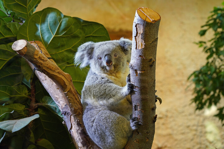 Nachwuchs im Zoo Dresden! Koala-Lady Eerin hat was im Beutel