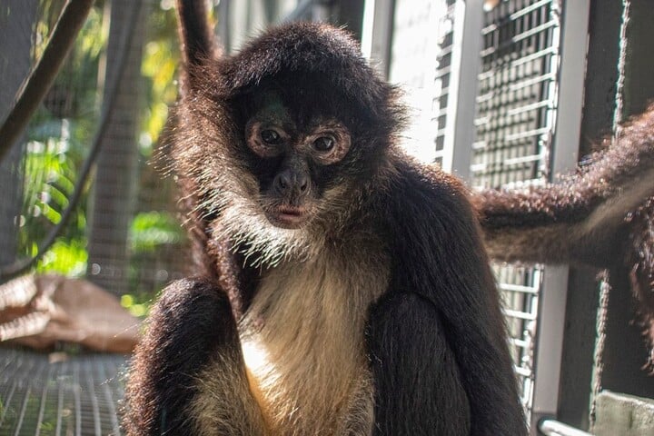 Spider monkey broke his arm, but the "treatment" is shocking