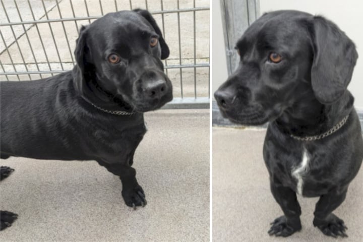 Münsterländer zeugt Nachwuchs mit Dackel-Mops-Mix: Heraus kam dieser ...