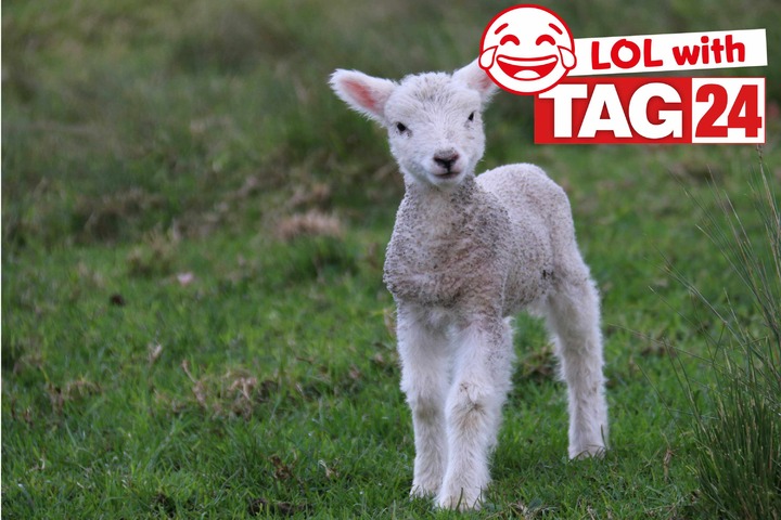 Joke of the Night for April 12, 2024: The best jokes to laugh the day away