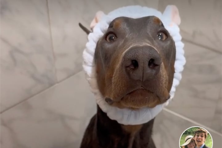 Doberman turns bath day into an event with lavish beauty routine!