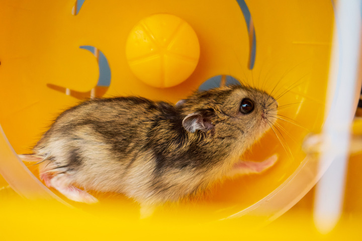 Hamster im Laufrad - Darauf musst Du beim Hamsterrad achten