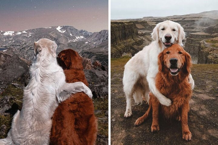 Golden retriever duo spread joy on the internet one hug at a time
