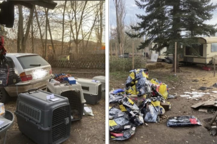"Fakt ist! aus Magdeburg": "Animal Hoarding" - Was hinter der falsch ...