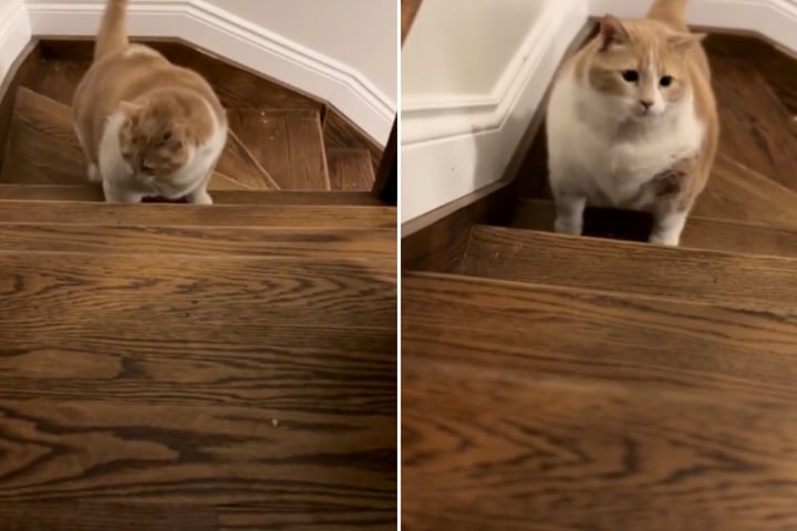 Chubby cat delights TikTok with his stair climbing journey!