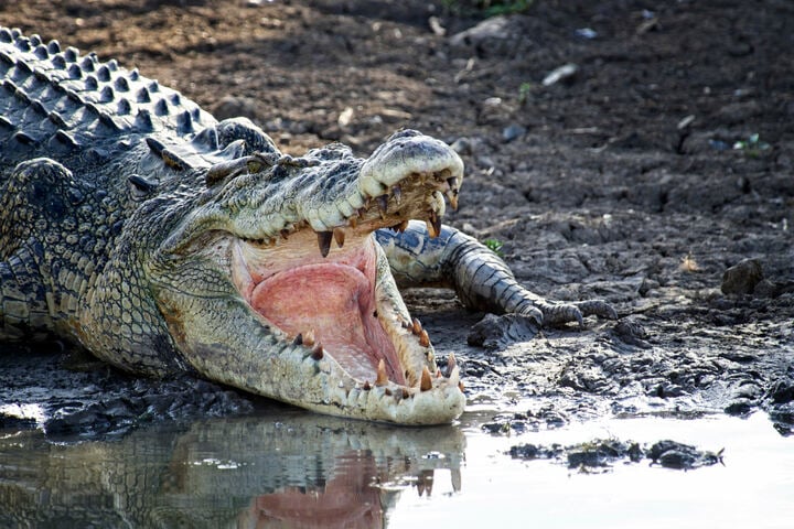 Danger Down Under! Real life Crocodile Dundee fends off attack