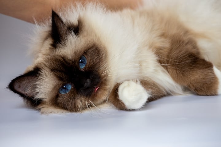Blue-Point-Katze: Welche Rassen sind Point-Katzen?