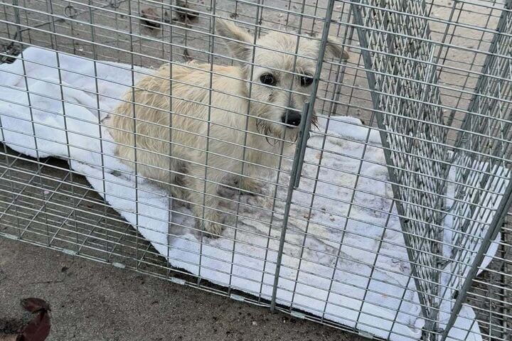 Abandoned dog living in filth begs animal rescuer to help him: "My heart absolutely broke"