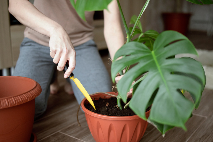 Monstera-Pflege: Dein Quick-Guide für eine gesunde Pflanze