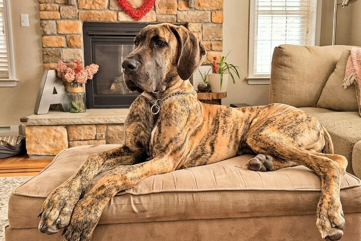 Größter Hund aller Zeiten: Wer hält den Weltrekord?
